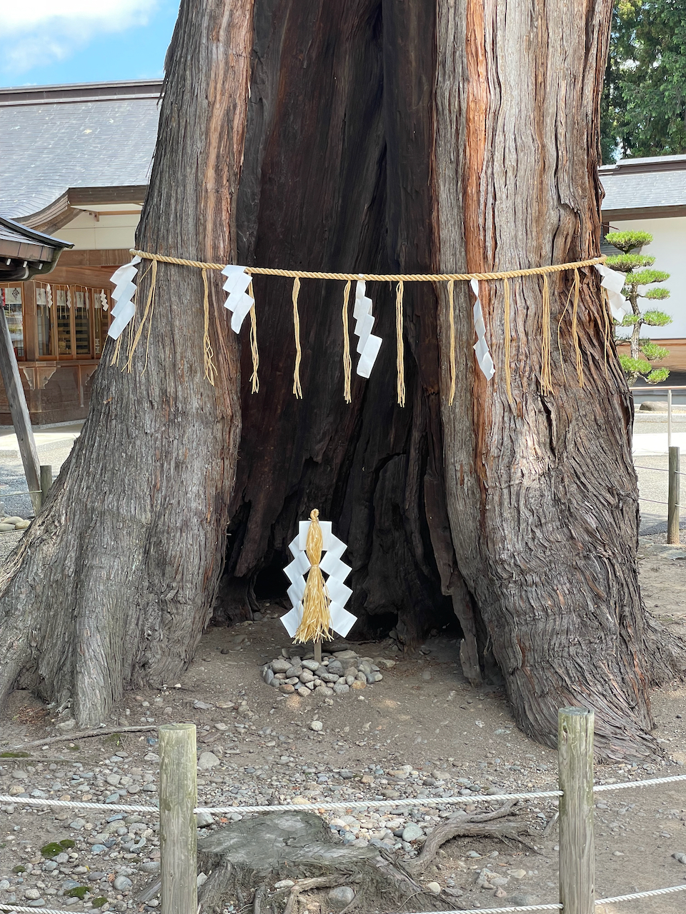 Sacred Tree – Mimusubi